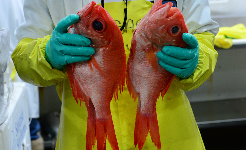 Could lab-grown fish be the answer to the over-fishing crisis? | The ...