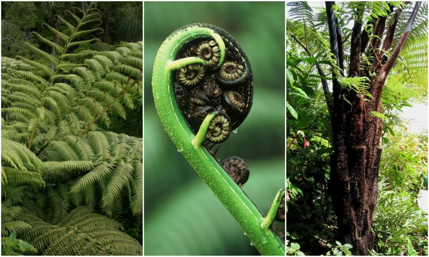 Mamaku: the native ingredient in the best green smoothie yet | The Spinoff