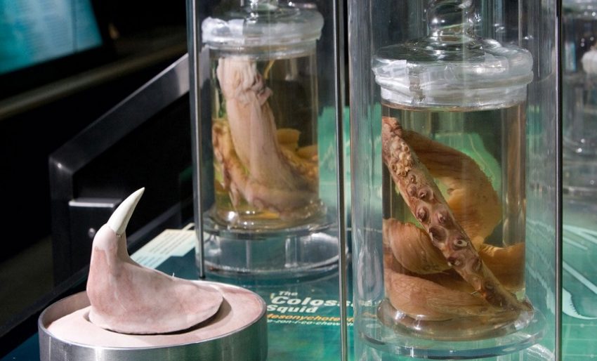 What is happening to the beloved Te Papa Colossal Squid? | The Spinoff