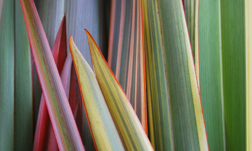 Rongoā Māori completes the health picture | The Spinoff