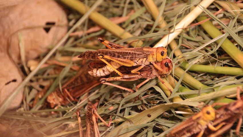 Eat a locust, save a cow: The Dunedin farmer raising insects for us all ...
