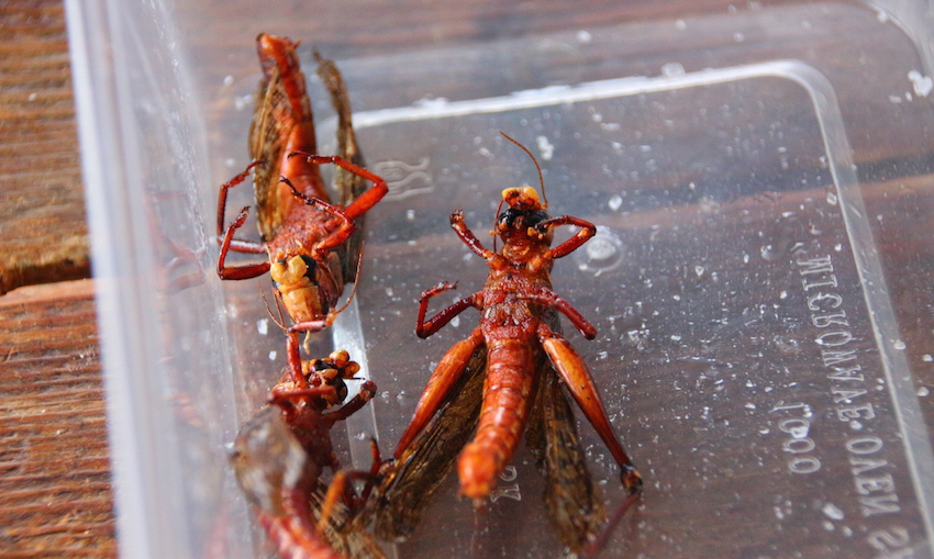 Eat a locust, save a cow: The Dunedin farmer raising insects for us all ...