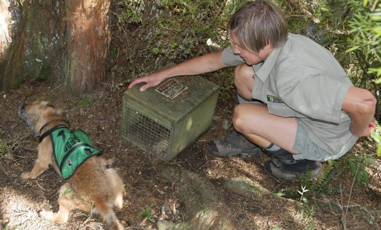 Meet the DOC dogs protecting New Zealand’s native wildlife | The Spinoff
