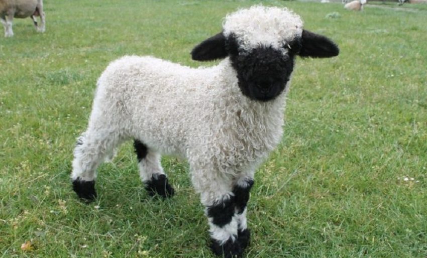 Look at this sheep that is like a poodle! | The Spinoff
