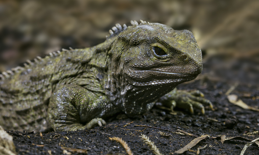 Tuatara survived for millions of years. Now climate change could wipe ...