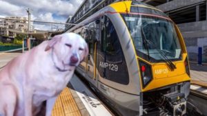 Everything you need to know about taking your pet on the train | The ...