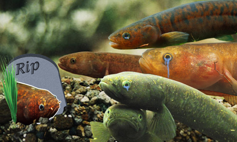Hundreds of native mudfish have died needlessly and we should all mourn ...