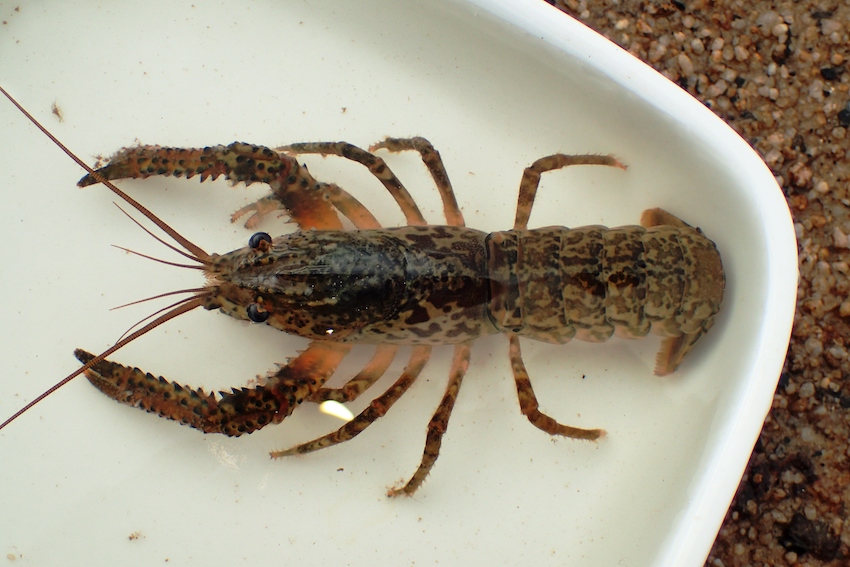 Hundreds of native mudfish have died needlessly and we should all mourn ...