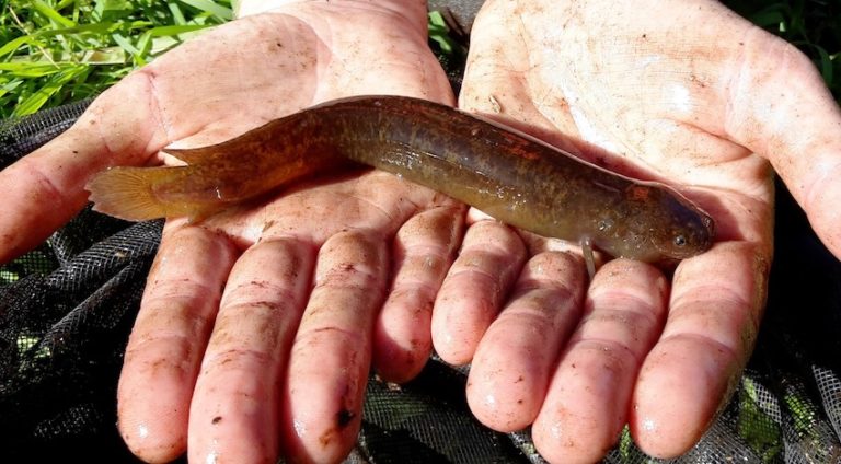 Hundreds of native mudfish have died needlessly and we should all mourn ...