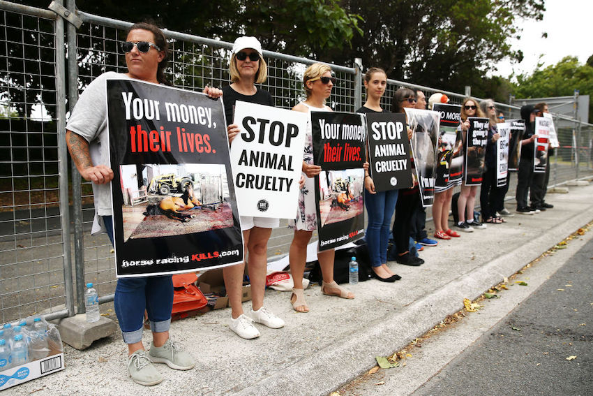 The dark side of horse racing | The Spinoff