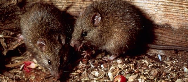 Man’s pest friend: a brief history of rodents in New Zealand | The Spinoff