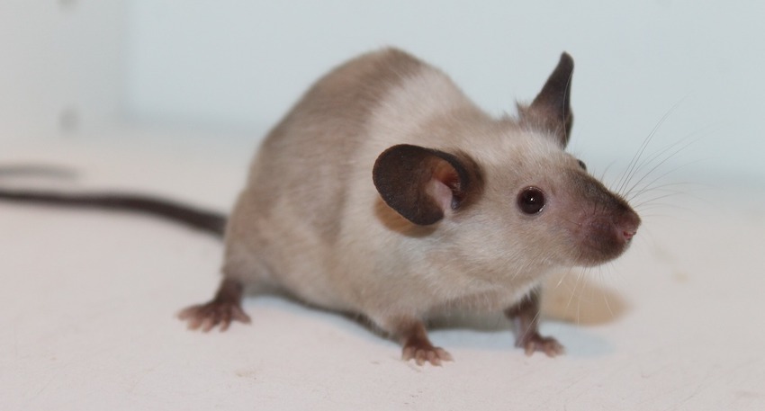 Man’s pest friend: a brief history of rodents in New Zealand | The Spinoff