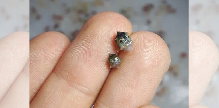 From tiny larvae to giant beasts: An Auckland scientist’s sunfish ...