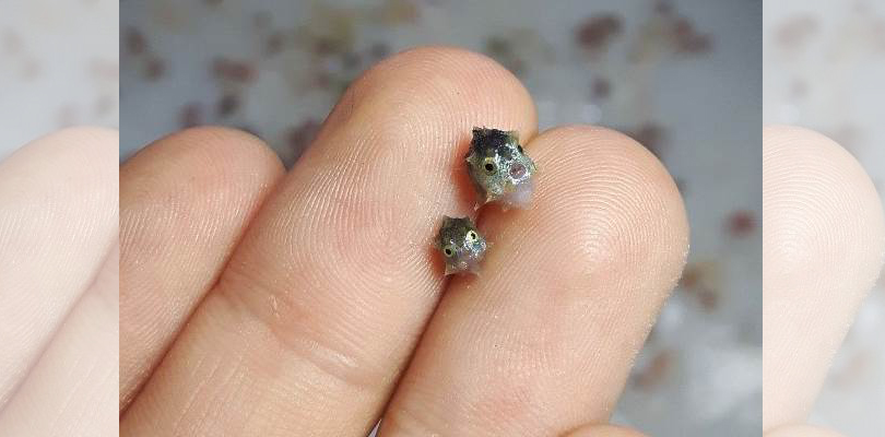 From tiny larvae to giant beasts: An Auckland scientist’s sunfish ...