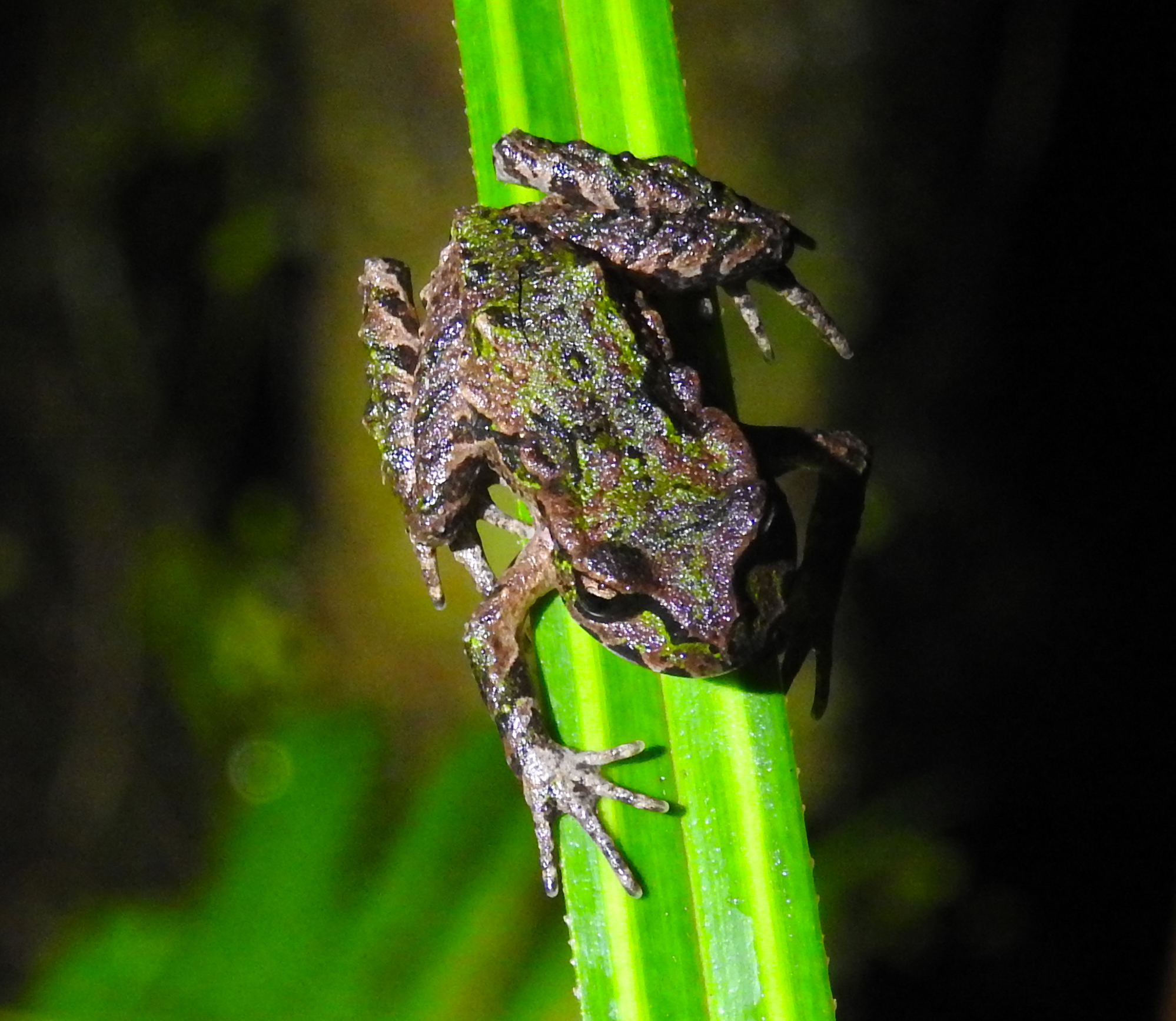 Habitats | The Spinoff