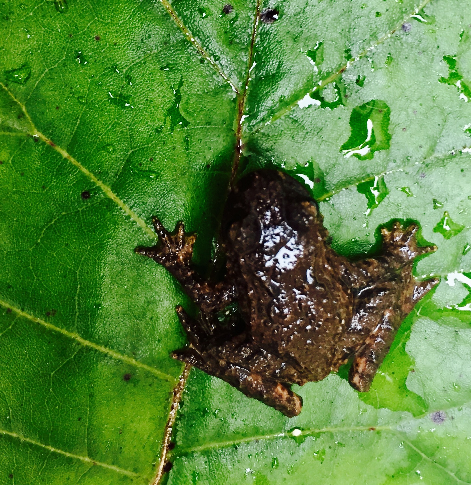 Habitats | The Spinoff